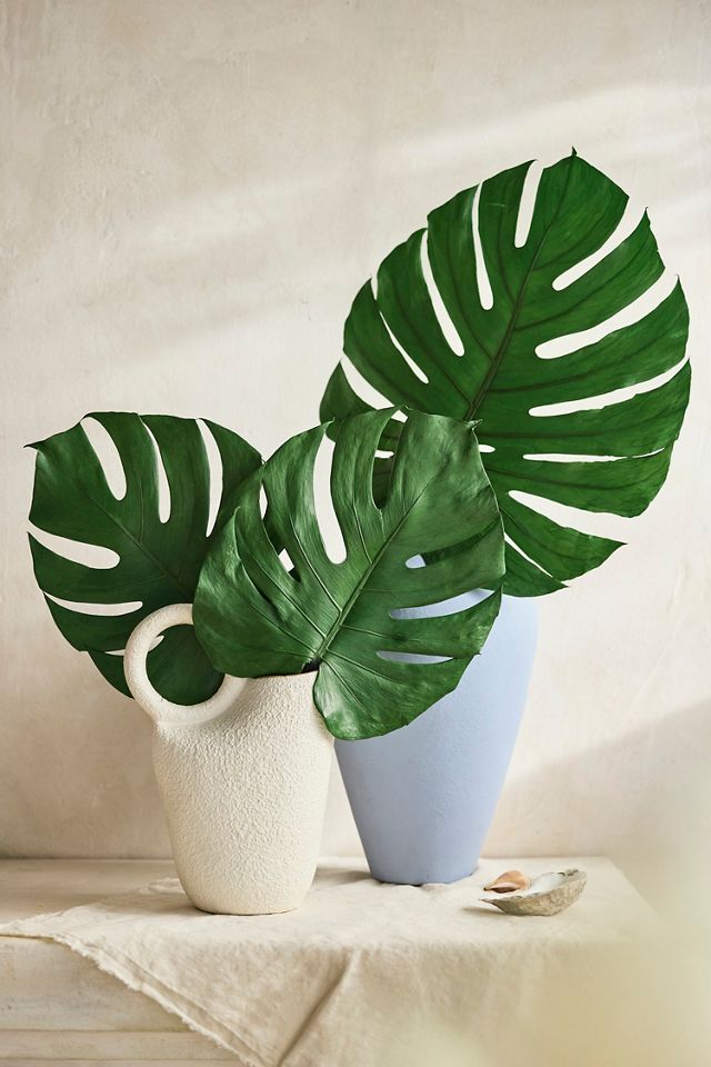 Preserved Monstera Leaves, Set of 2 Large | AnthroHome