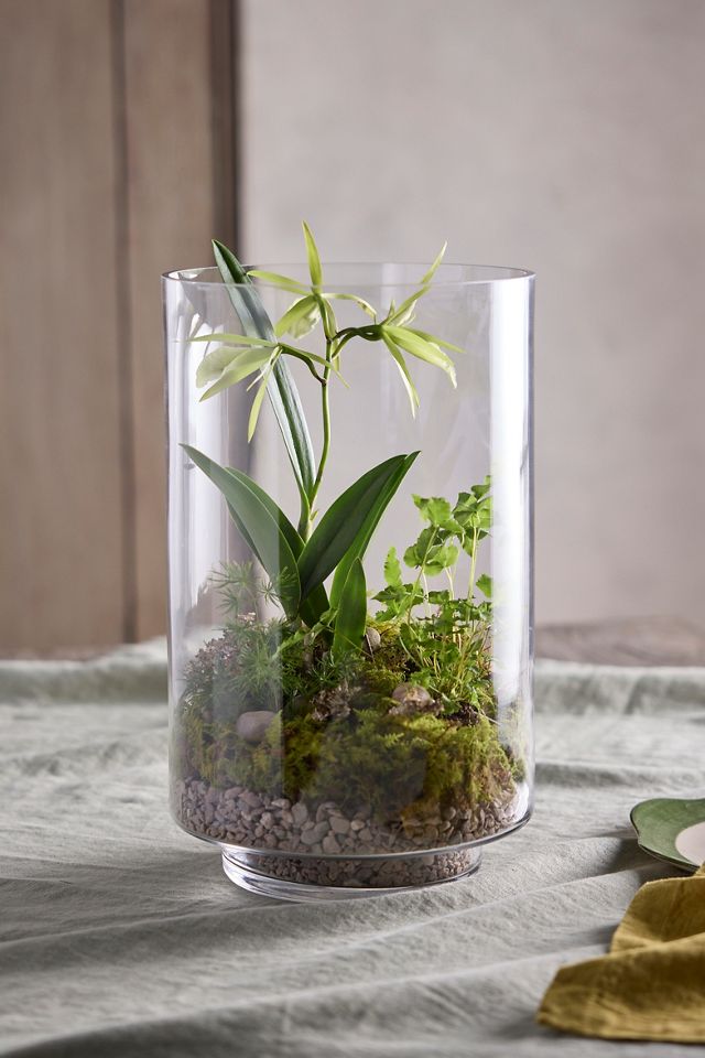 Glass Cylinder Terrarium | Anthropologie