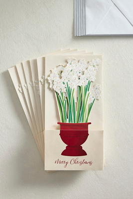 Pop-Up Paperwhite Christmas Cards, Set of 6 | Anthropologie