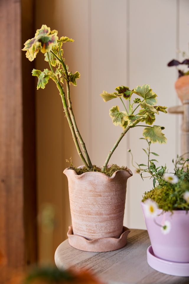Terracotta Pie Crust Rim Planter, Straight Side | Terrain