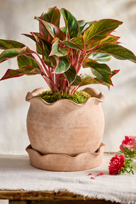 Terracotta Pie Crust Rim Planter, Round | Anthropologie