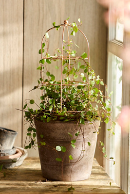 Domed Cylinder Iron Mini Trellis | AnthroHome