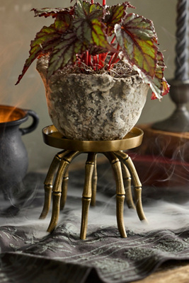 Brass Spider Plant Stand | Anthropologie