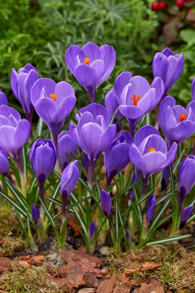 Crocus 'Remembrance' Bulbs | Terrain