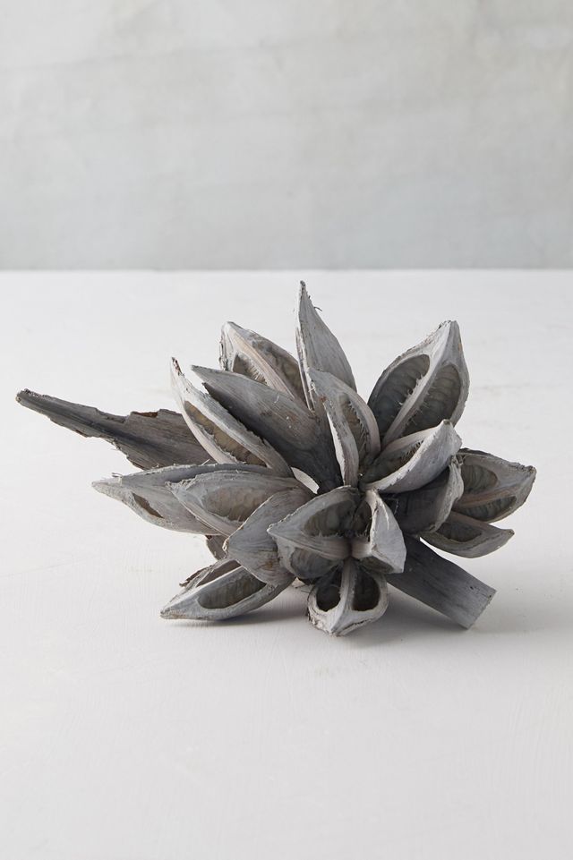 Dried Star Pod | Anthropologie
