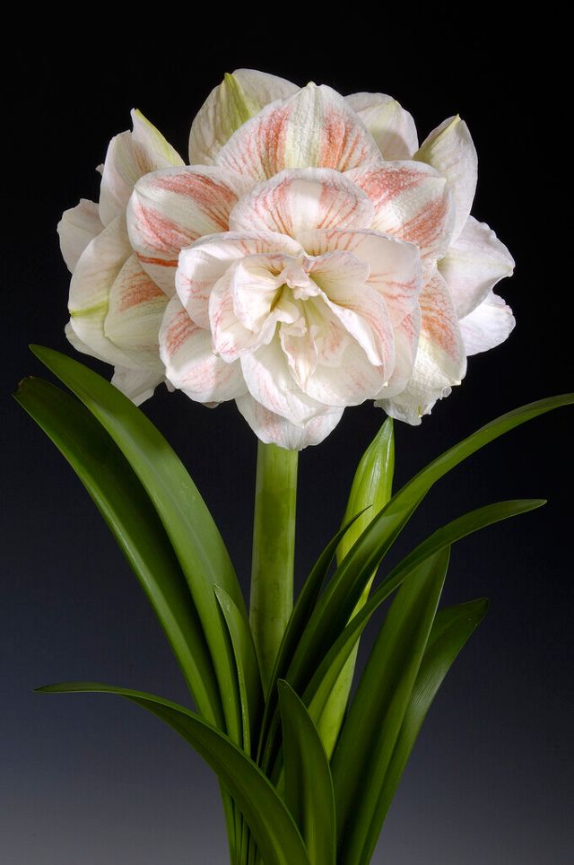 Amaryllis Nymph Bulb | Terrain