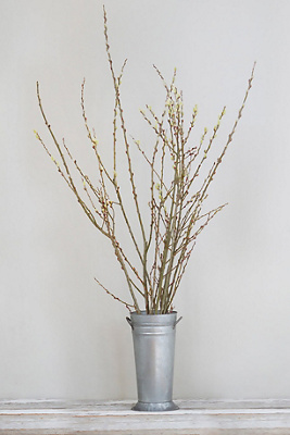 Pussy Willow Branches | AnthroLiving
