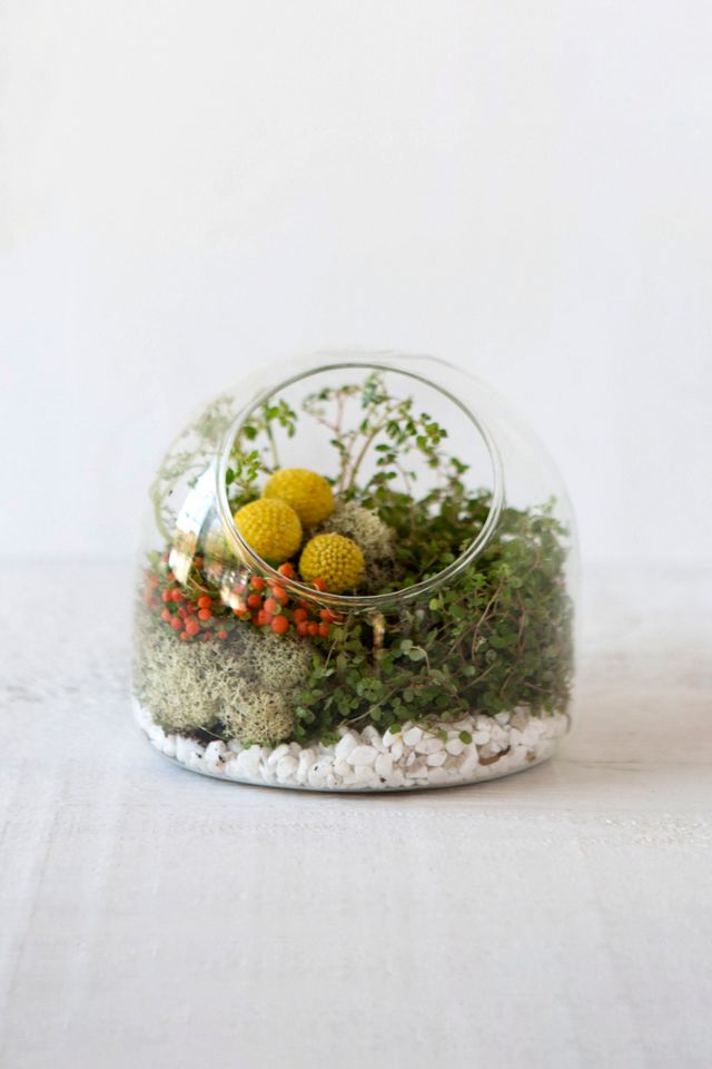 Angled Dome Glass Ter | Terrain