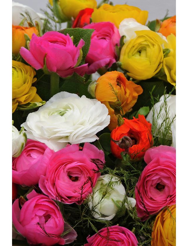 Ranunculus Mix Bulbs | Terrain