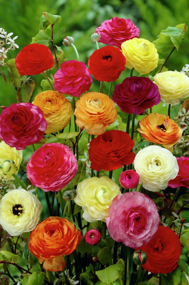 Ranunculus Mix Bulbs | Terrain