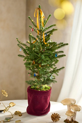 The Faux Christmas Tree Collection | Terrain