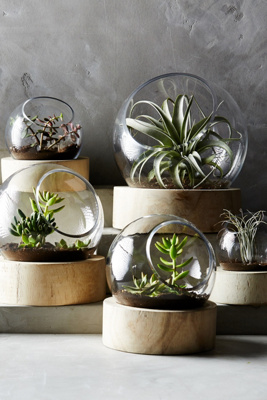 Planetarium Terrarium | Anthropologie