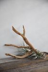 Ghostwood Log | AnthroLiving