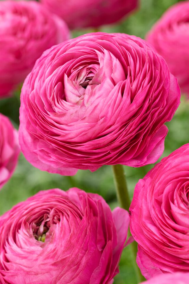 Ranunculus ‘Tecolote Pink’ Bulbs | Terrain