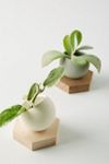 Wooden Pod Planter Set | Anthropologie