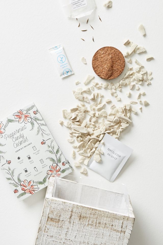 Modern Sprout Peppermint Candy Cosmos Seed Box | Anthropologie