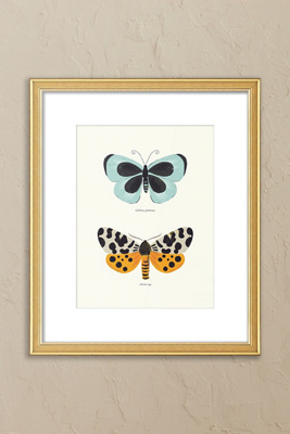 Butterfly Species by Sabina Radeva Framed Wall Art | Anthropologie UK