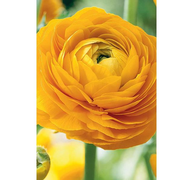 Ranunculus ‘Tecolote Yellow’ Bulbs | Terrain