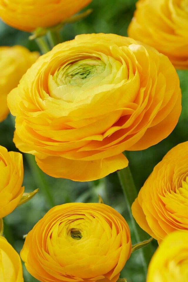 Ranunculus ‘Tecolote Yellow’ Bulbs | Terrain