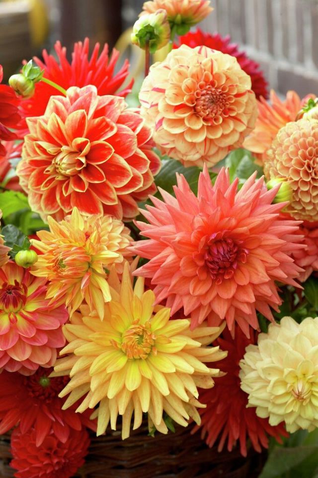 Dahlia All-in-One Mixed Bulbs | Terrain
