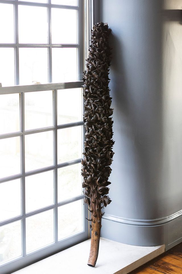 Dried Giant Seed Pod | AnthroLiving