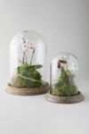 Distressed Iron + Glass Cloche | AnthroLiving