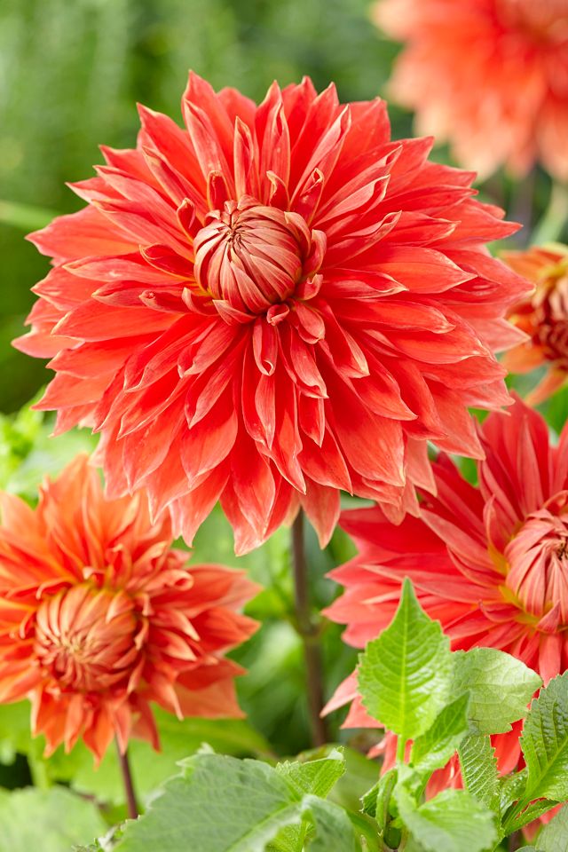 Dahlia ‘Parkland Glory’ Bulbs | Terrain