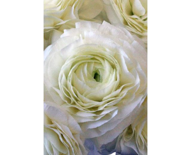 Ranunculus ‘Tecolote White’ Bulbs | Terrain