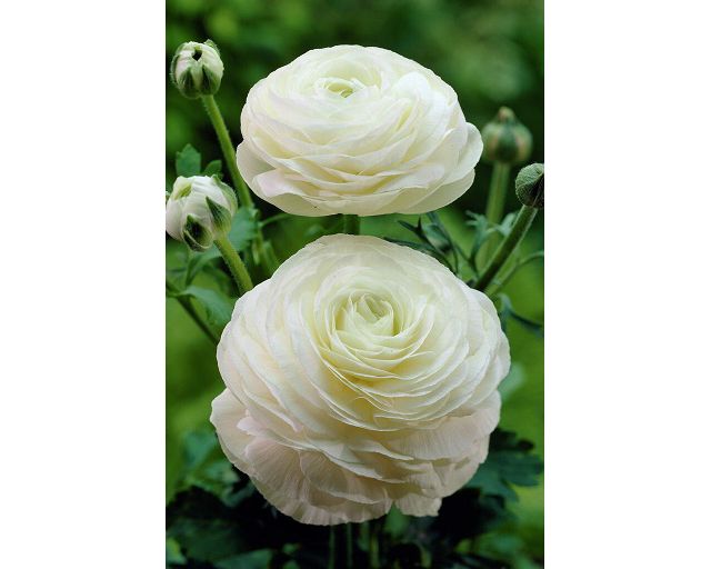 Ranunculus ‘Tecolote White’ Bulbs | Terrain