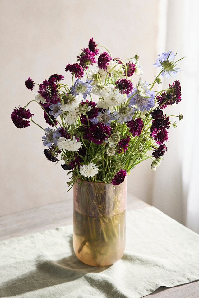 Fresh Scabiosa Bouquet | AnthroLiving