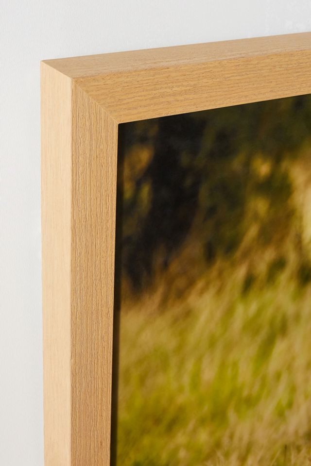 Roe Wall Art | AnthroLiving