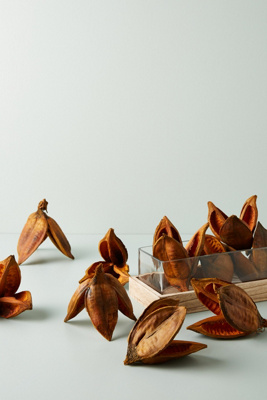 Dried Sora Pods, Set of 12 | Anthropologie