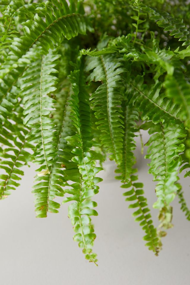 Boston Fern, Gray Urn | Terrain