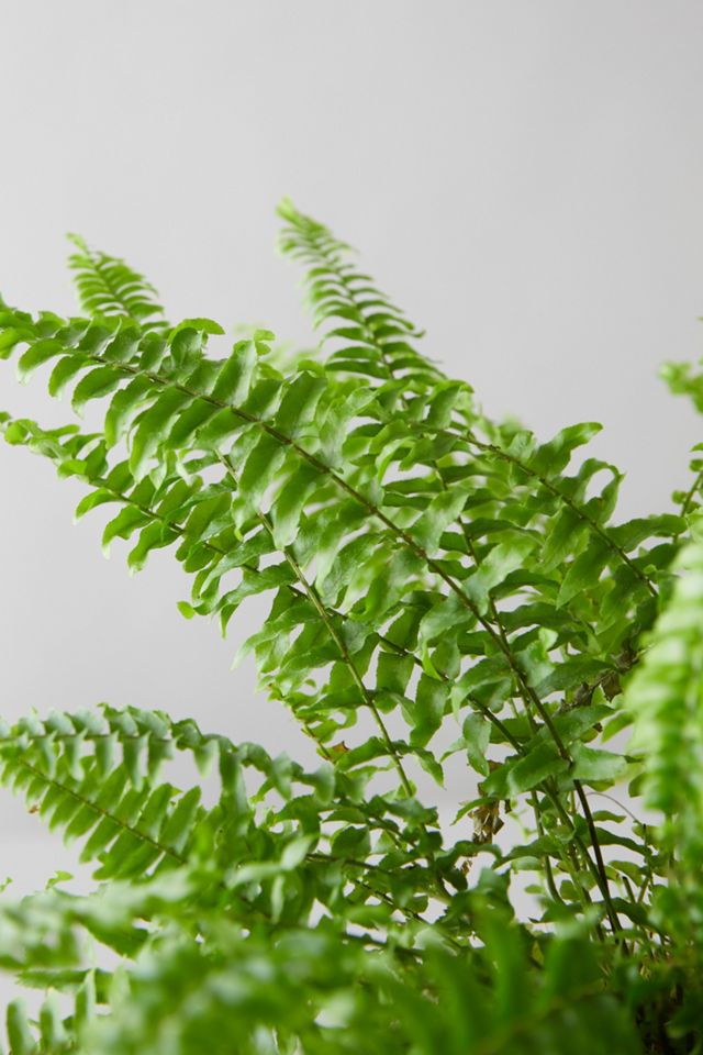 Boston Fern, Gray Urn | Terrain
