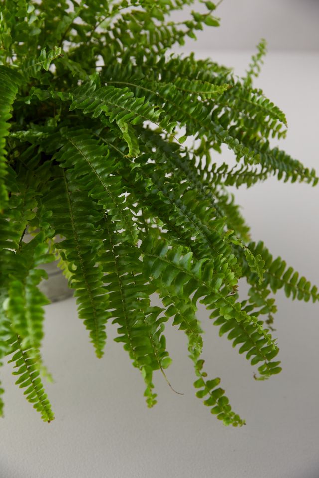 Boston Fern, Gray Urn | Terrain