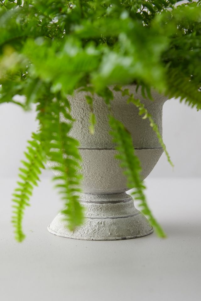 Boston Fern, Gray Urn | Terrain