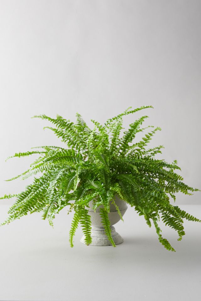 Boston Fern, Gray Urn | Terrain
