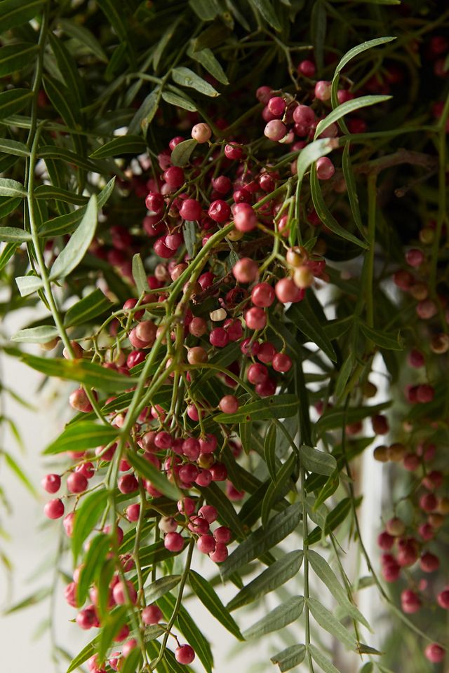 Fresh Pepperberry Branch Bunch | AnthroLiving