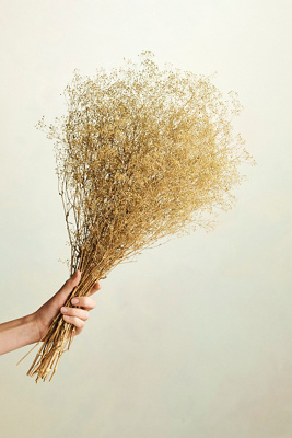 Dried Gypso Bunch | Anthropologie