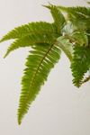 Tricolor Fern Plant | Anthropologie
