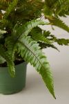 Tricolor Fern Plant | Anthropologie