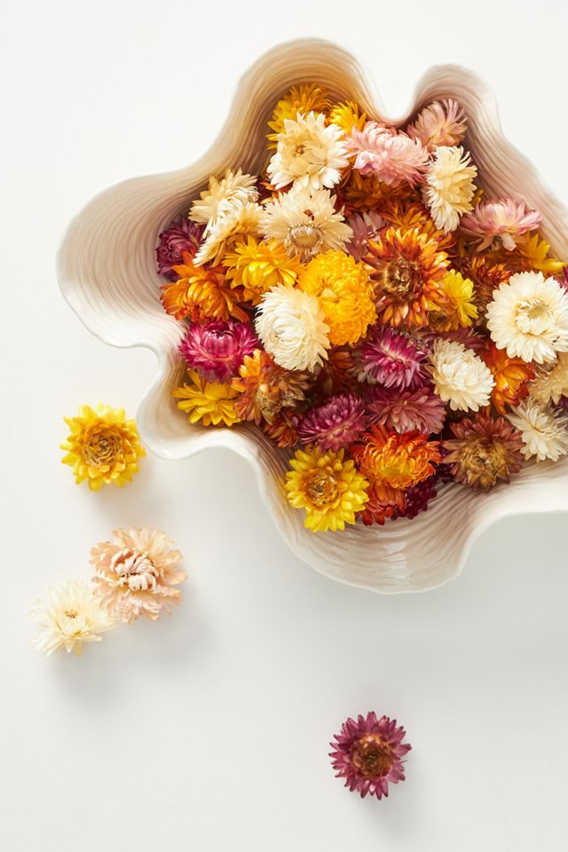 Dried Strawflowers | Anthropologie