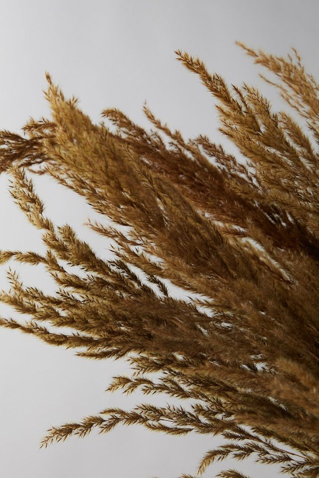 Dried Pampas Grass Bunch Terrain