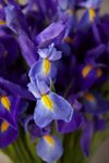 Fresh Iris Bunch | AnthroLiving