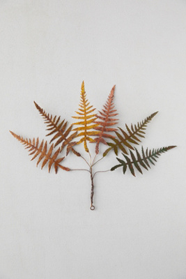 Iron Fall Fern Bundle | Anthropologie