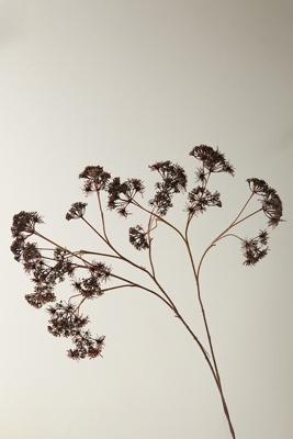 Faux Queen Annes Lace Spray, Brown | Anthropologie