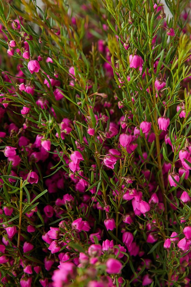 Fresh Cut Boronia Bunch | Terrain
