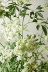 Faux Potted Queen Anne's Lace Plant | Anthropologie
