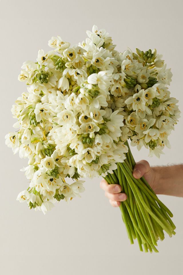Fresh Arabian Star Flower Bunch | Terrain