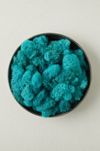 Preserved Blue Reindeer Moss, Set of 3 | Anthropologie